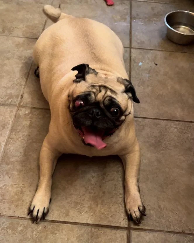 Mid Michigan Pug Club & Rescue