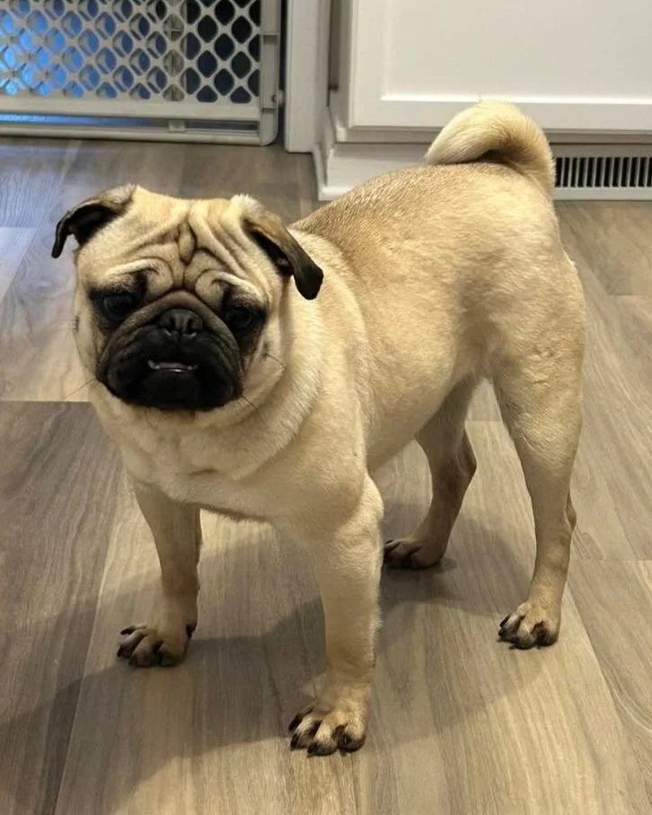 Mid Michigan Pug Club & Rescue