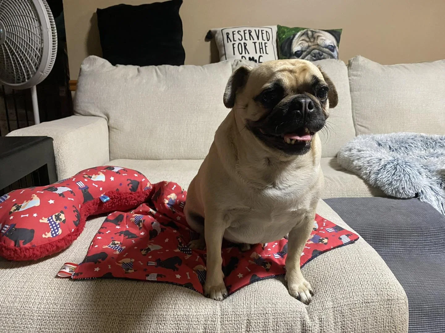 Adoptable Pugs — Mid Michigan Pug Club