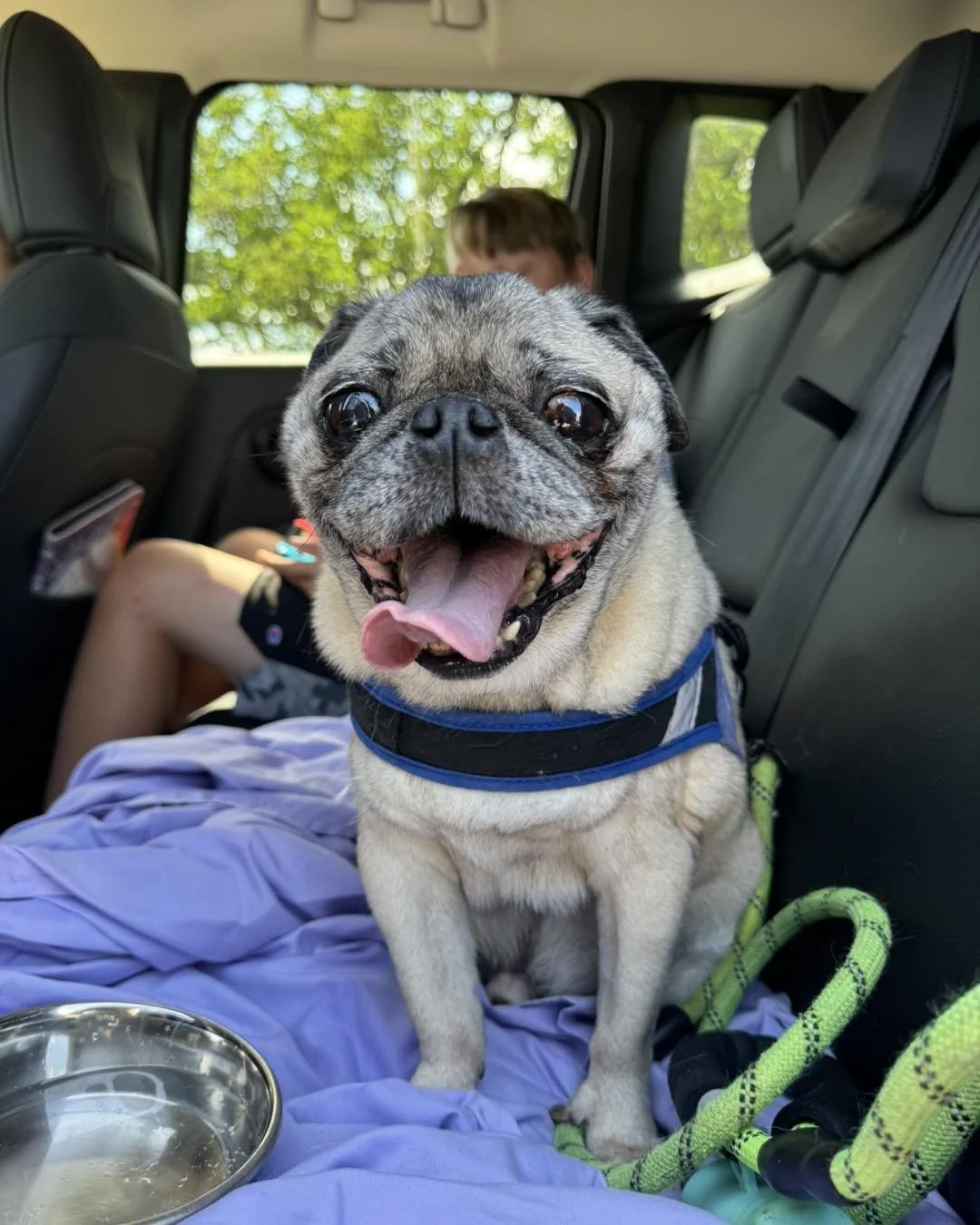 Adoptable Pugs — Mid Michigan Pug Club