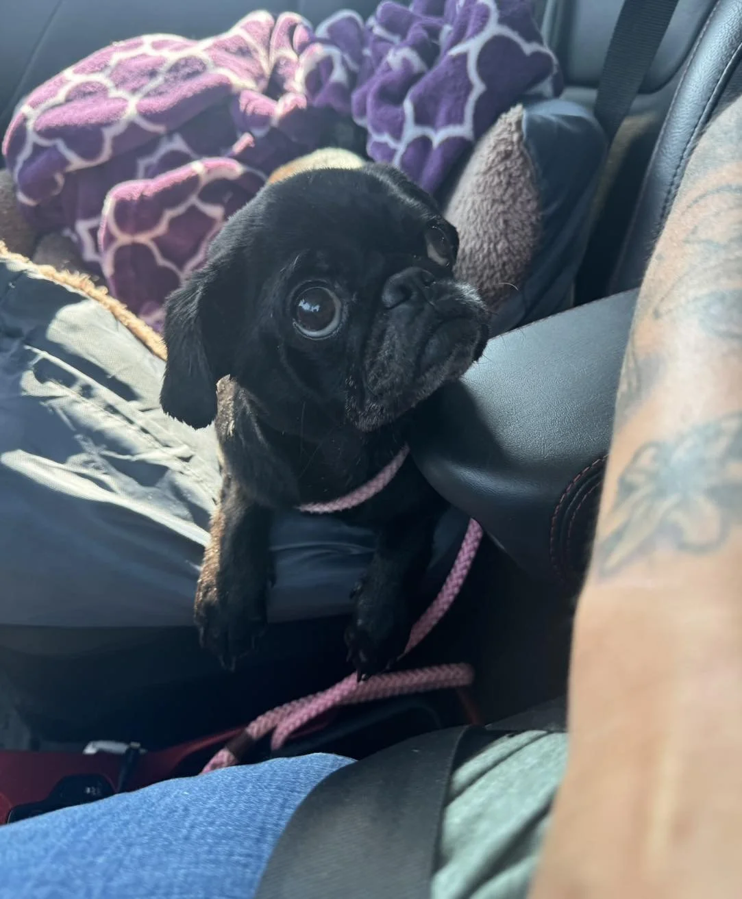 Mid Michigan Pug Club & Rescue