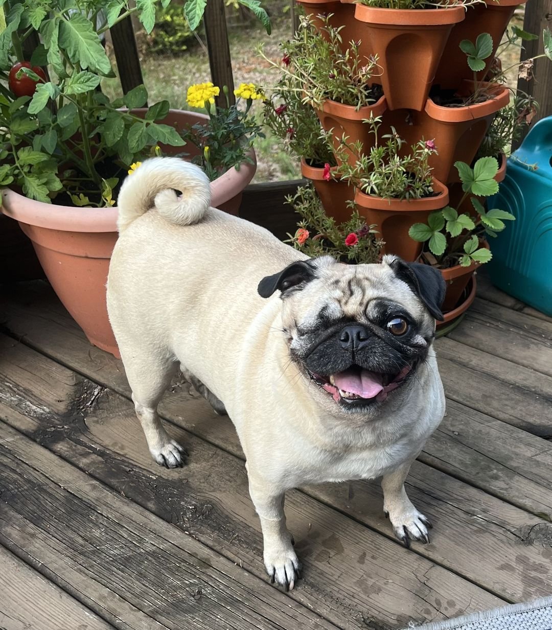 Adoptable Pugs — Mid Michigan Pug Club