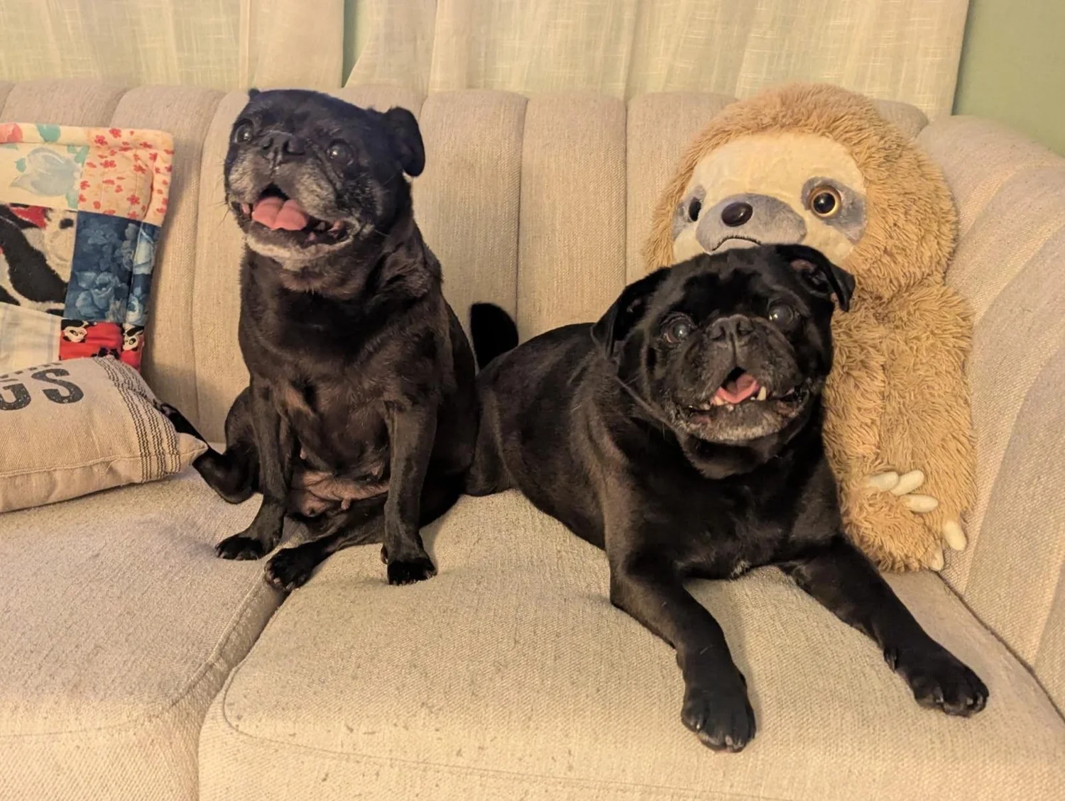 Mid Michigan Pug Club & Rescue