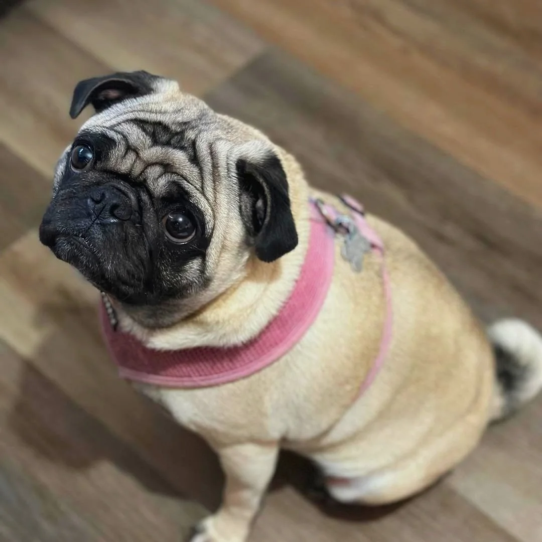 Donate — Mid Michigan Pug Club