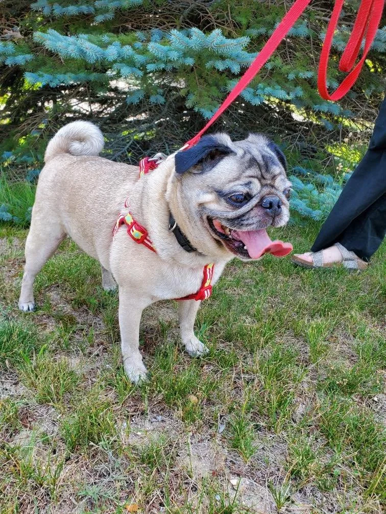 Mid Michigan Pug Club & Rescue