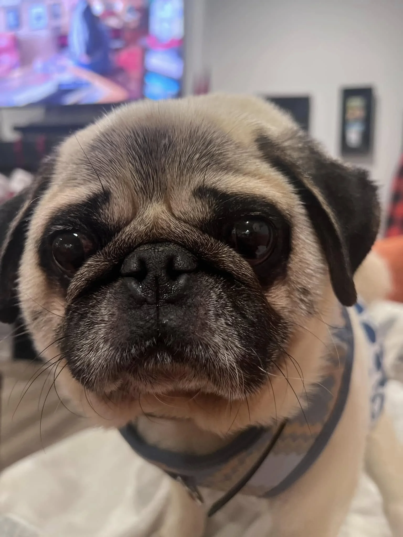 Mid Michigan Pug Club & Rescue