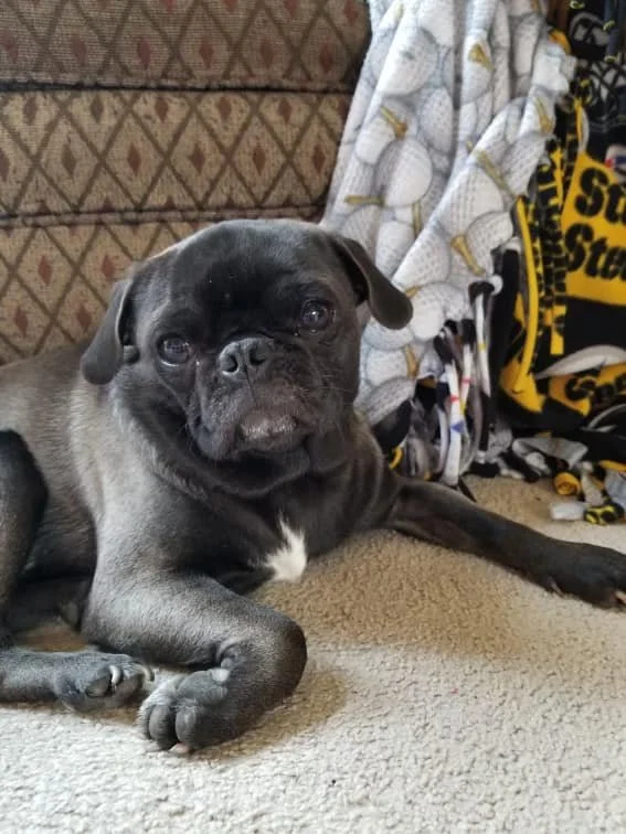 Mid Michigan Pug Club & Rescue