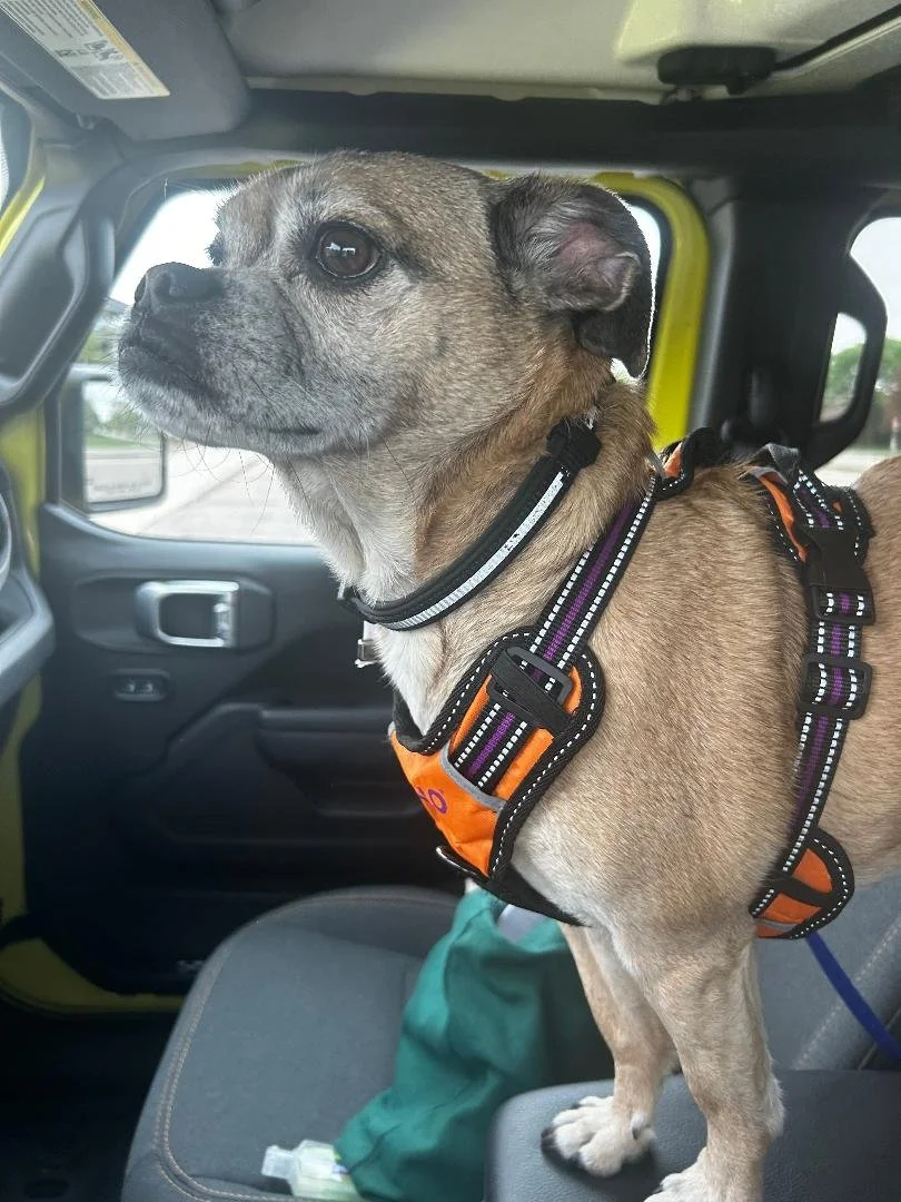 Mid Michigan Pug Club & Rescue