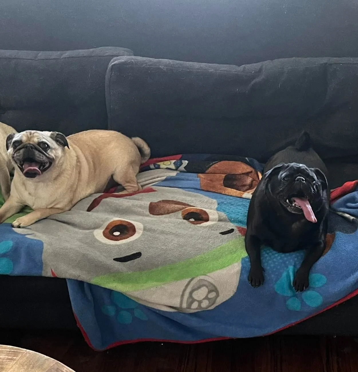 Mid Michigan Pug Club & Rescue