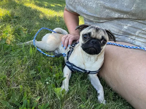Mid Michigan Pug Club & Rescue