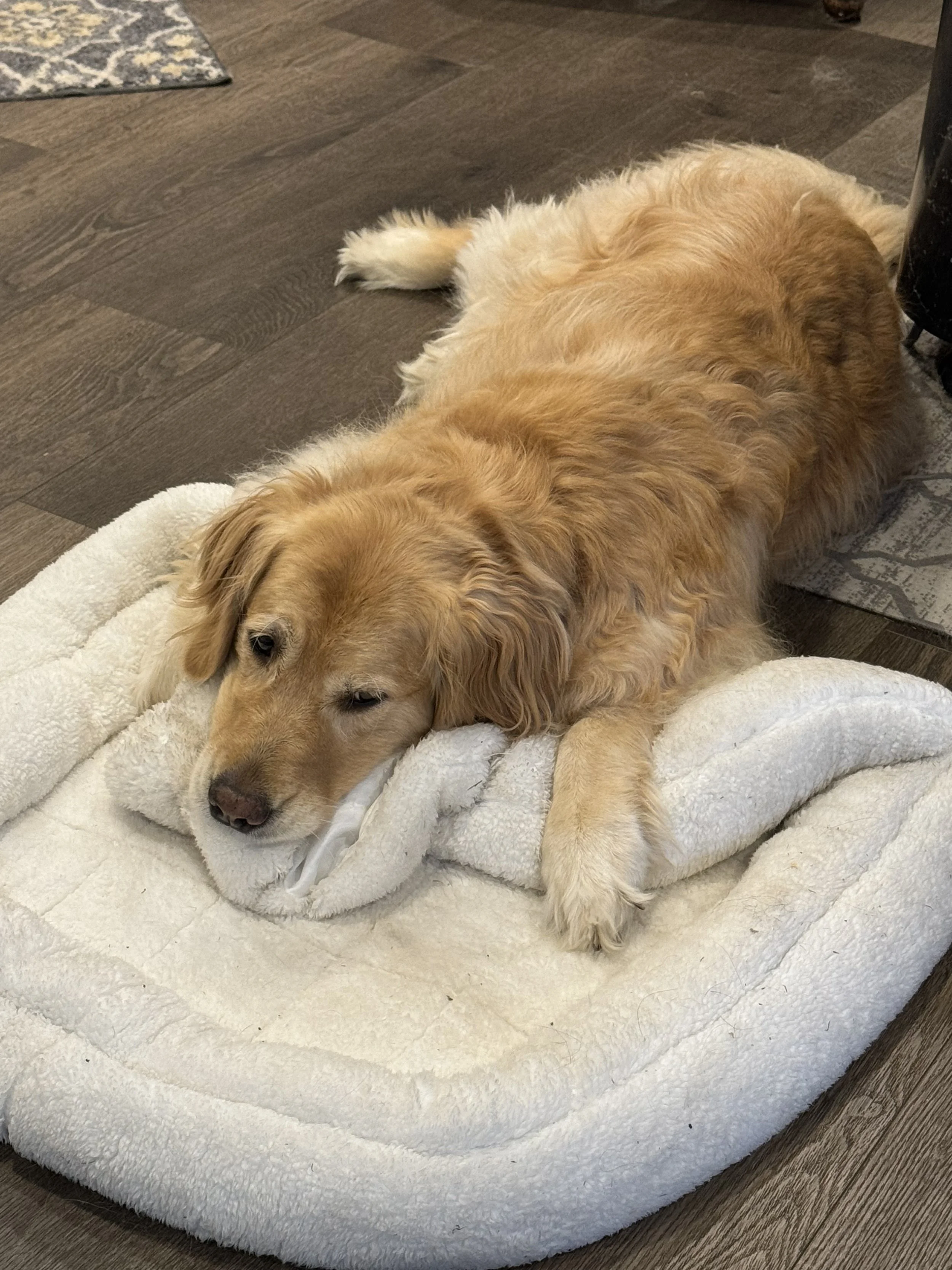 Gallery — The Pampered Pet Lodge