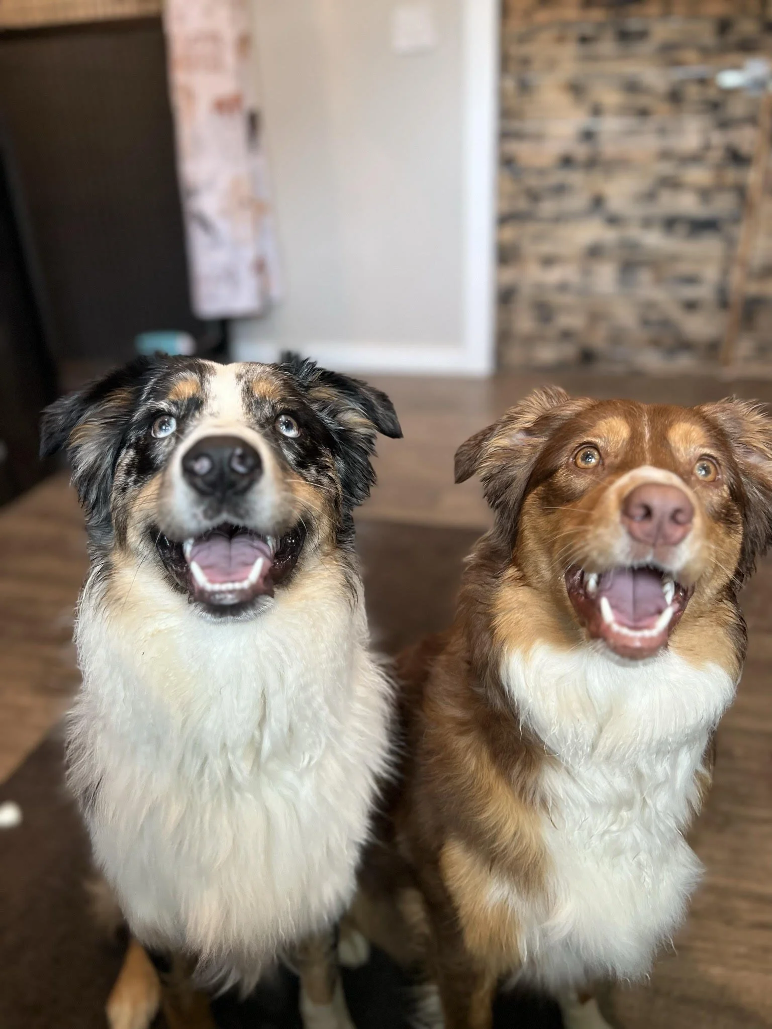 Gallery — The Pampered Pet Lodge