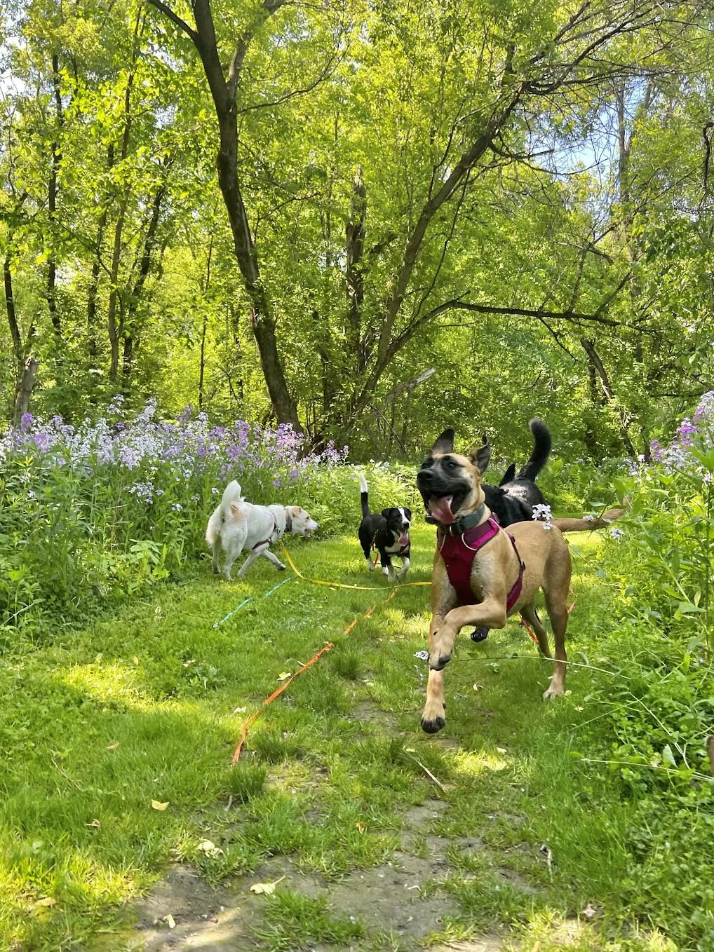 What is Dog Camp? — Wag + Wander