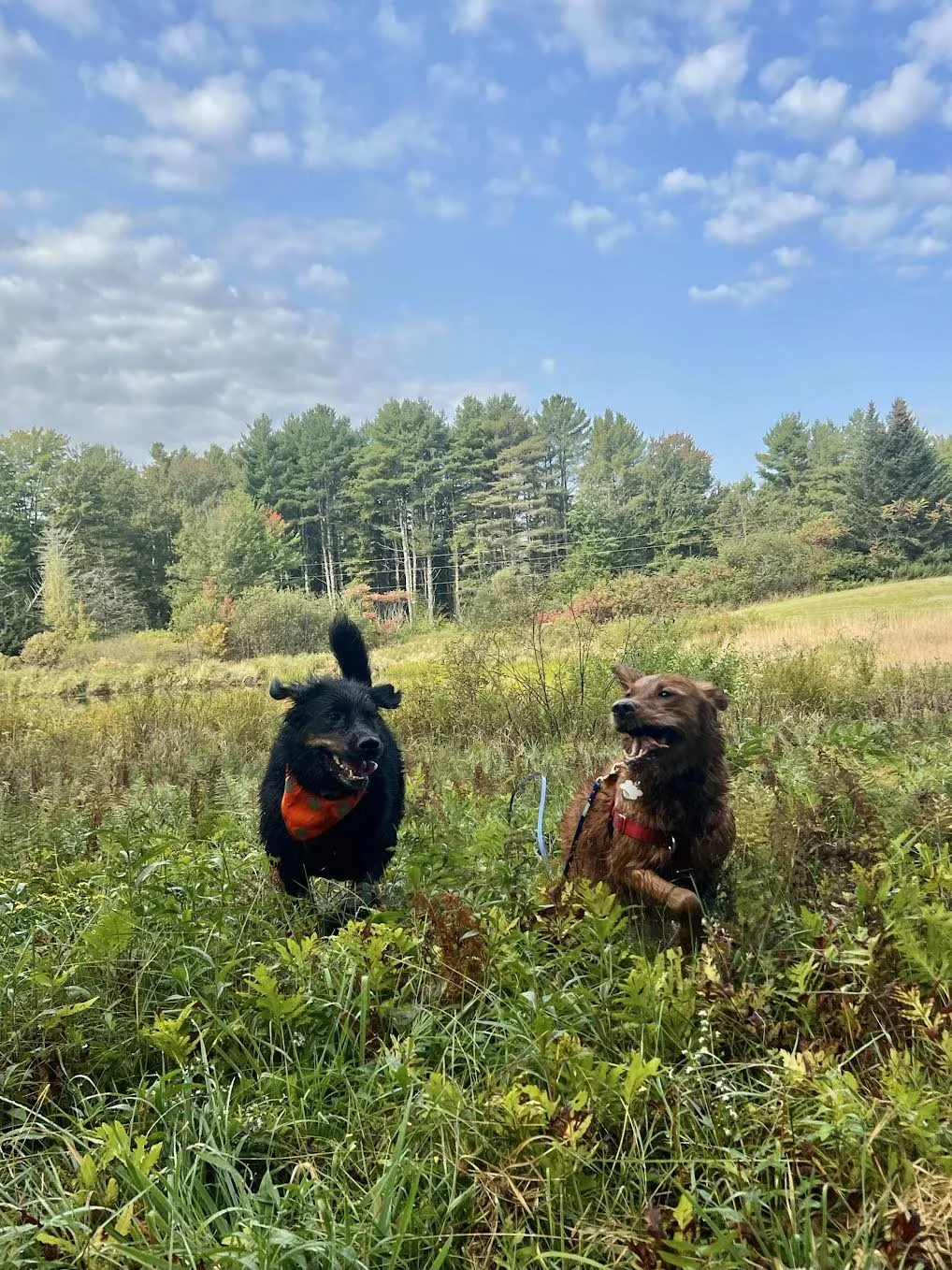 What is Dog Camp? — Wag + Wander