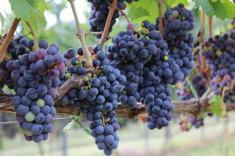 Great Valley Farm Brewery & Winery