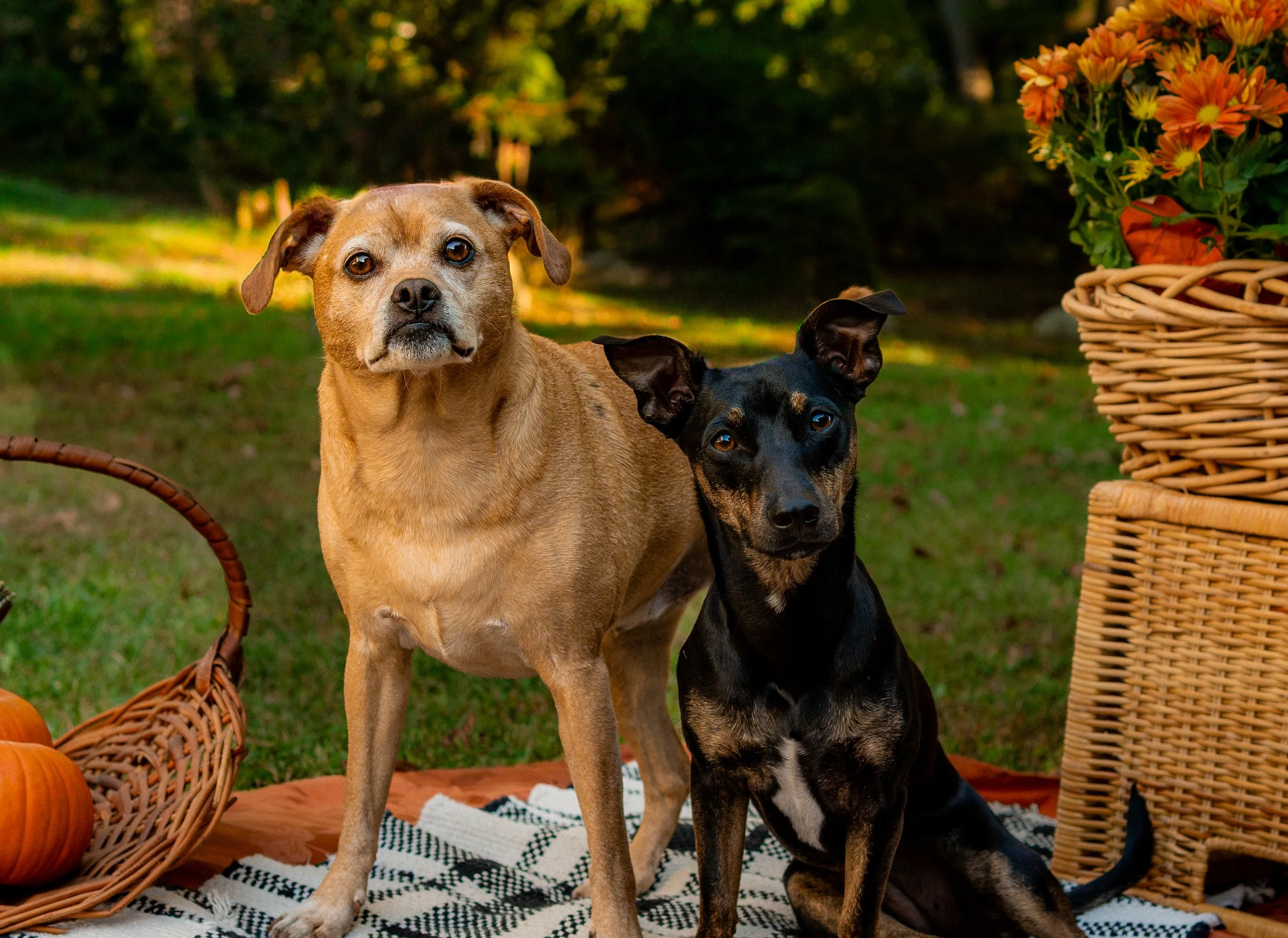Wings of Freedom Animal Rescue | Connecticut Foster-Parent Dog Rescue
