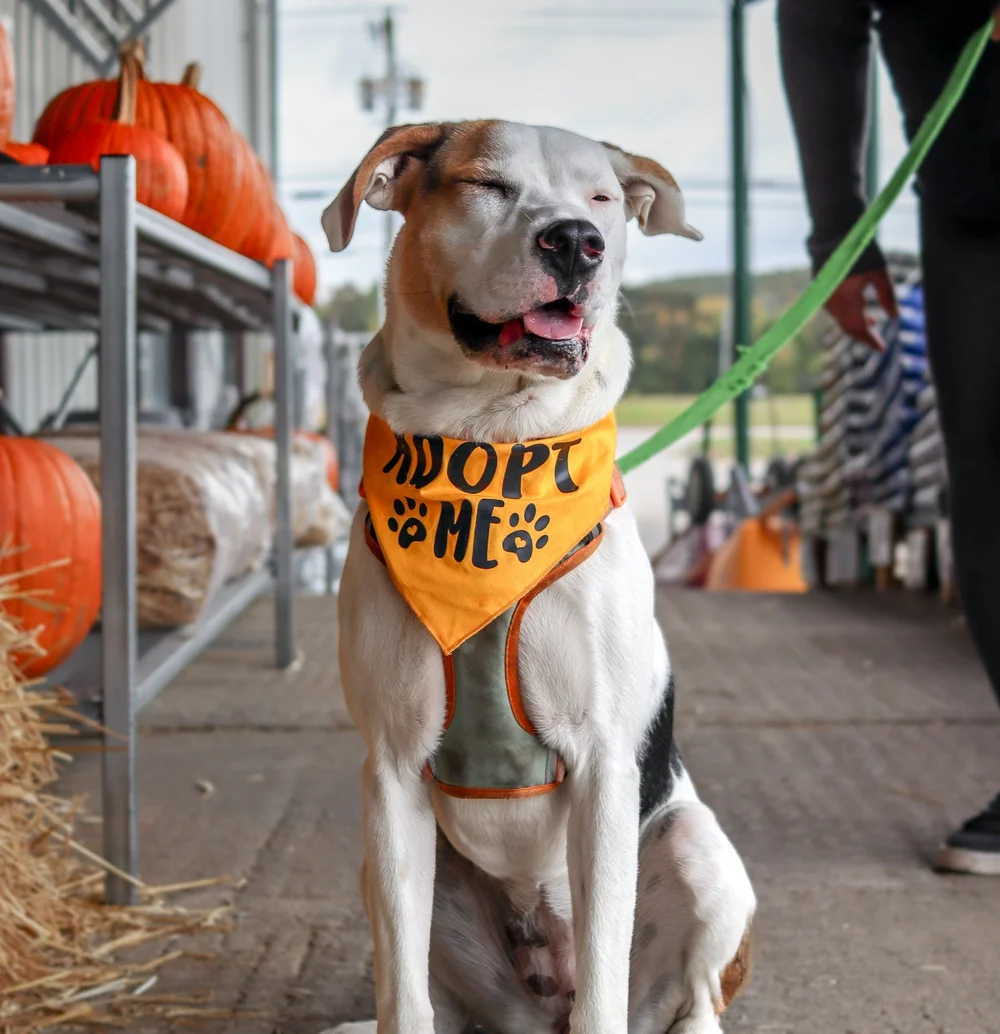 Wings of Freedom Animal Rescue | Connecticut Foster-Parent Dog Rescue
