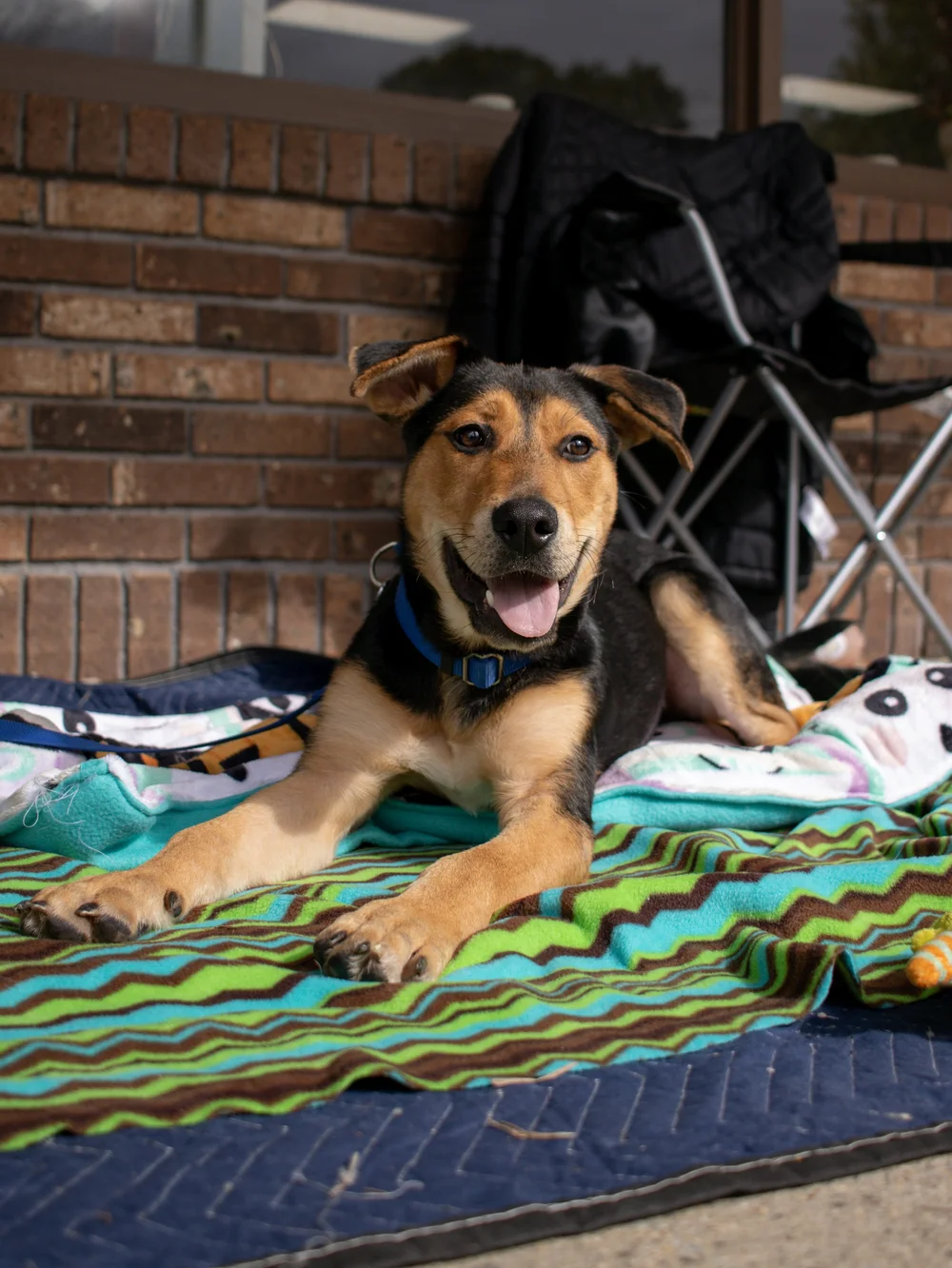 Foster a Rescue Dog — Wings of Freedom Animal Rescue | Connecticut ...