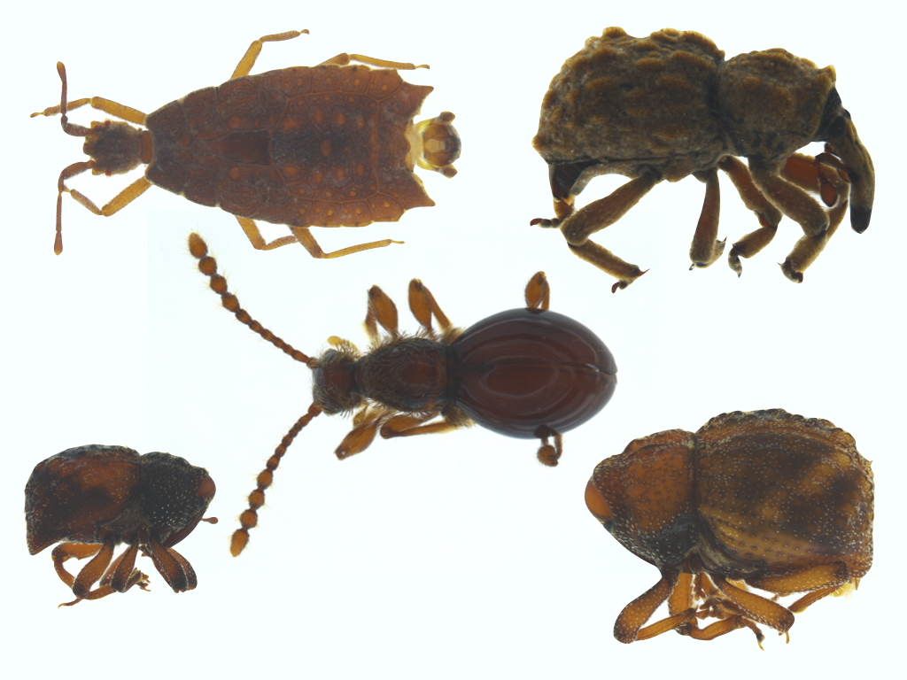 Biodiversity in the Cyclops Mountains — Expedition Cyclops