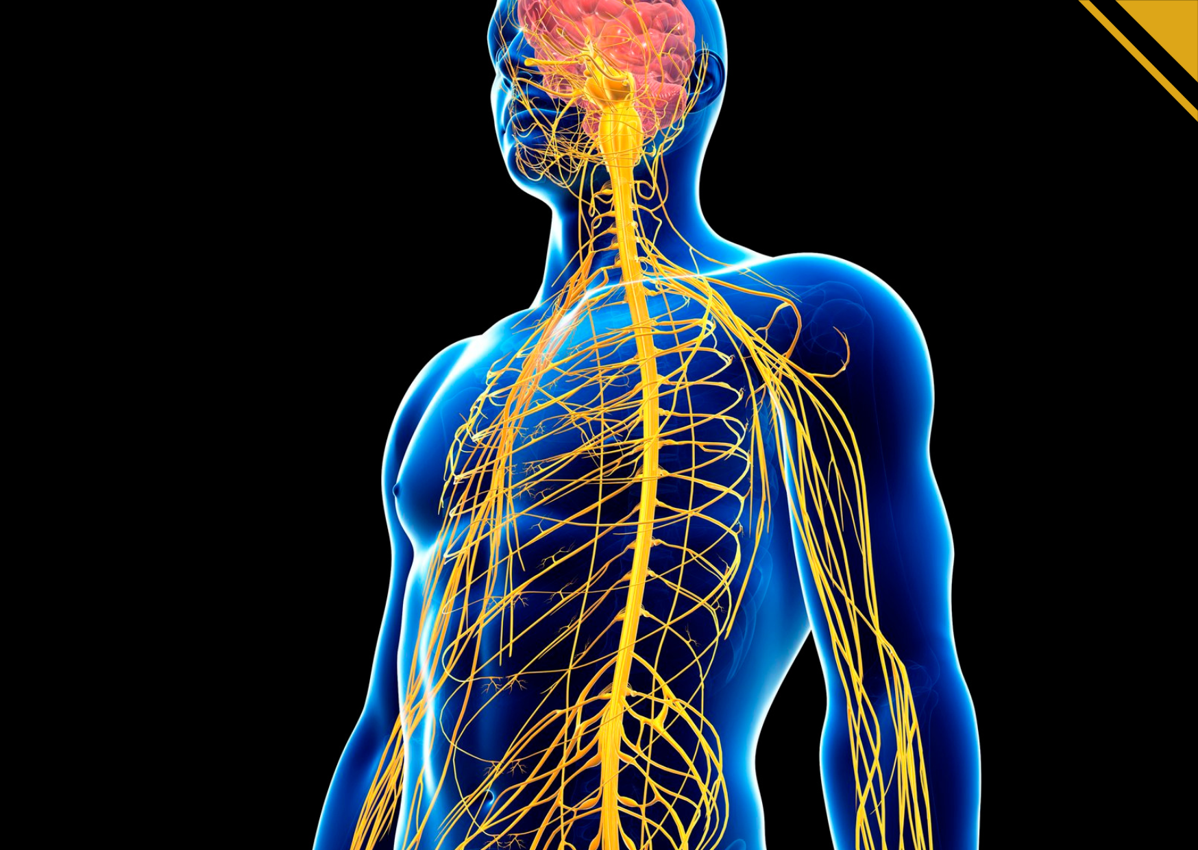 Understanding the Autonomic Nervous System — Melius