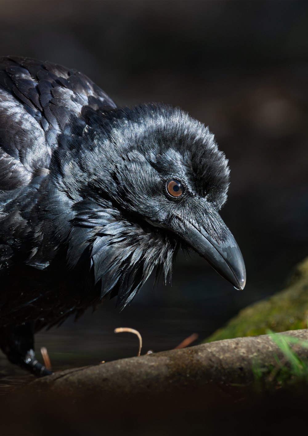 Headsots #2 Australian Magpie LIMITED EDITION signed A3 print. — Martin ...