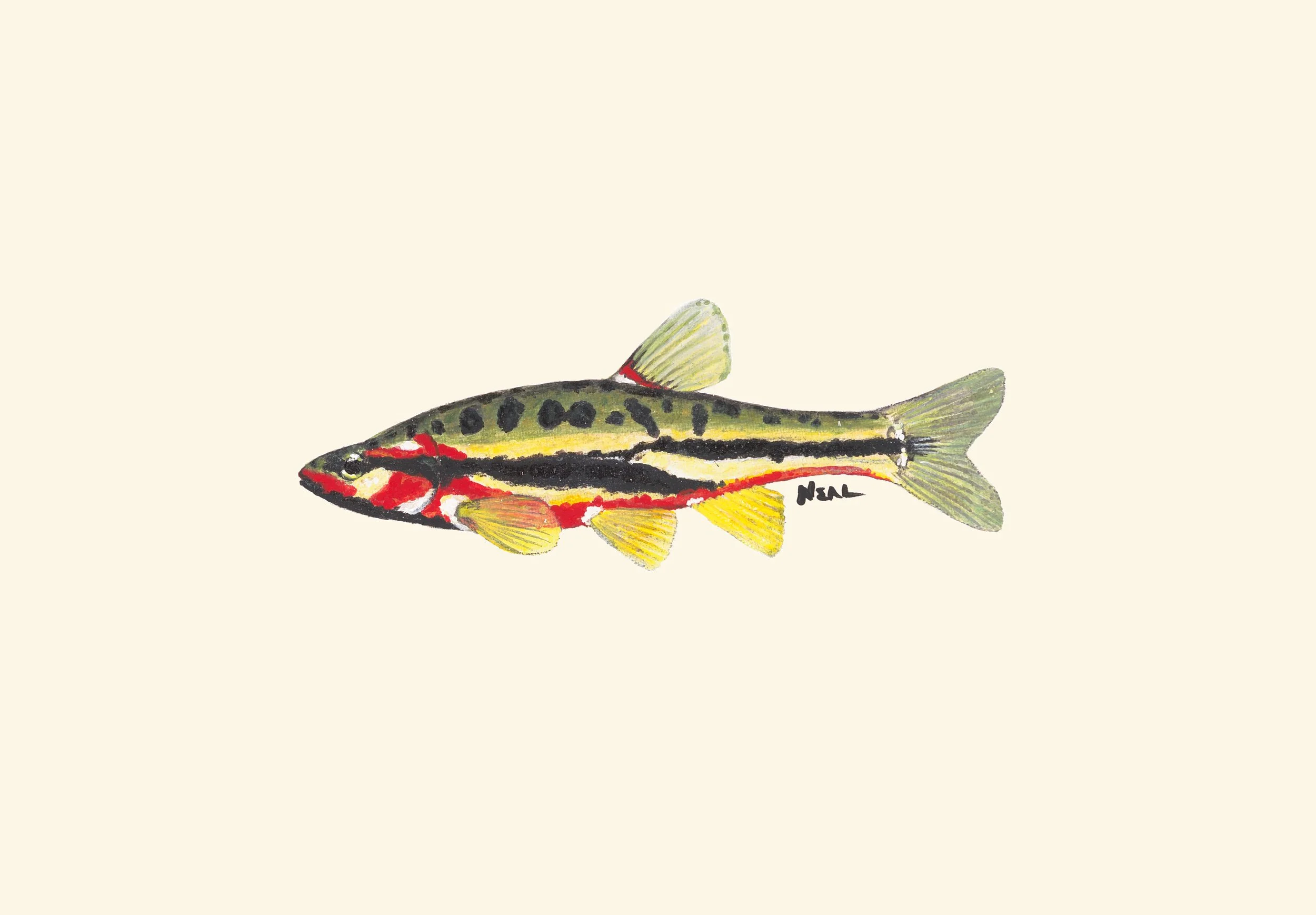 Fine Art - Freshwater Fish Species — Leaky Canoe Art Studio
