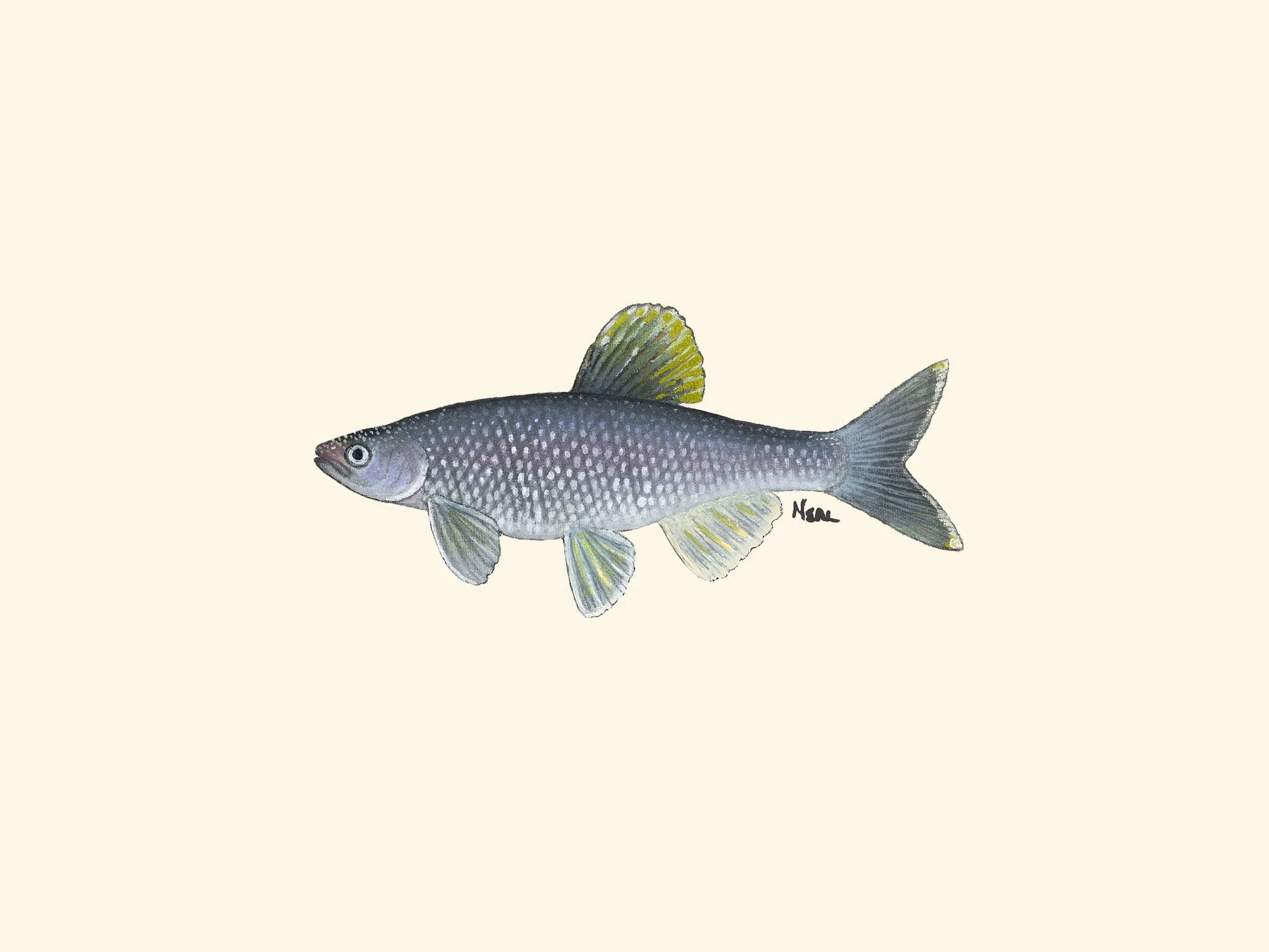 Fine Art - Freshwater Fish Species — Leaky Canoe Art Studio