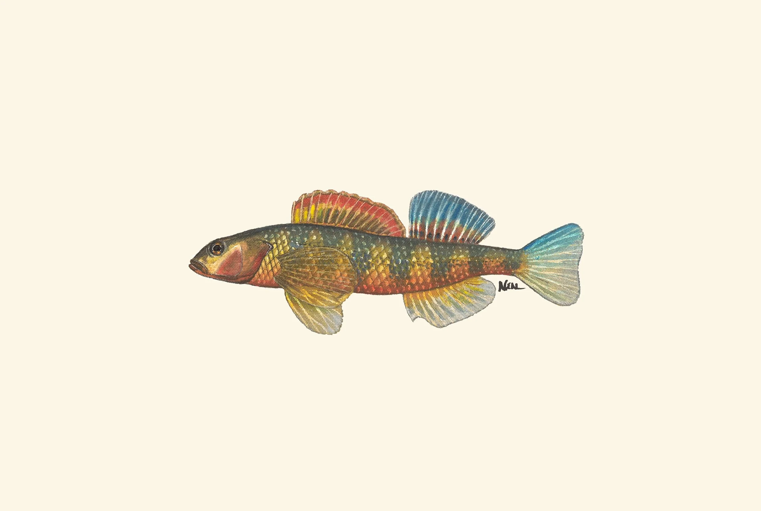 Fine Art - Freshwater Fish Species — Leaky Canoe Art Studio