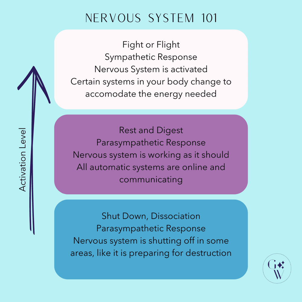 Nervous System Basics — Glimmer Wellness