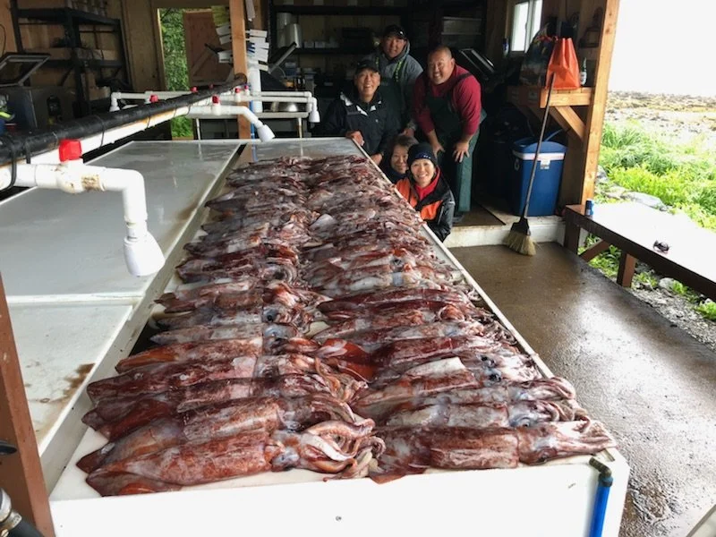 Magister Squid Alaska