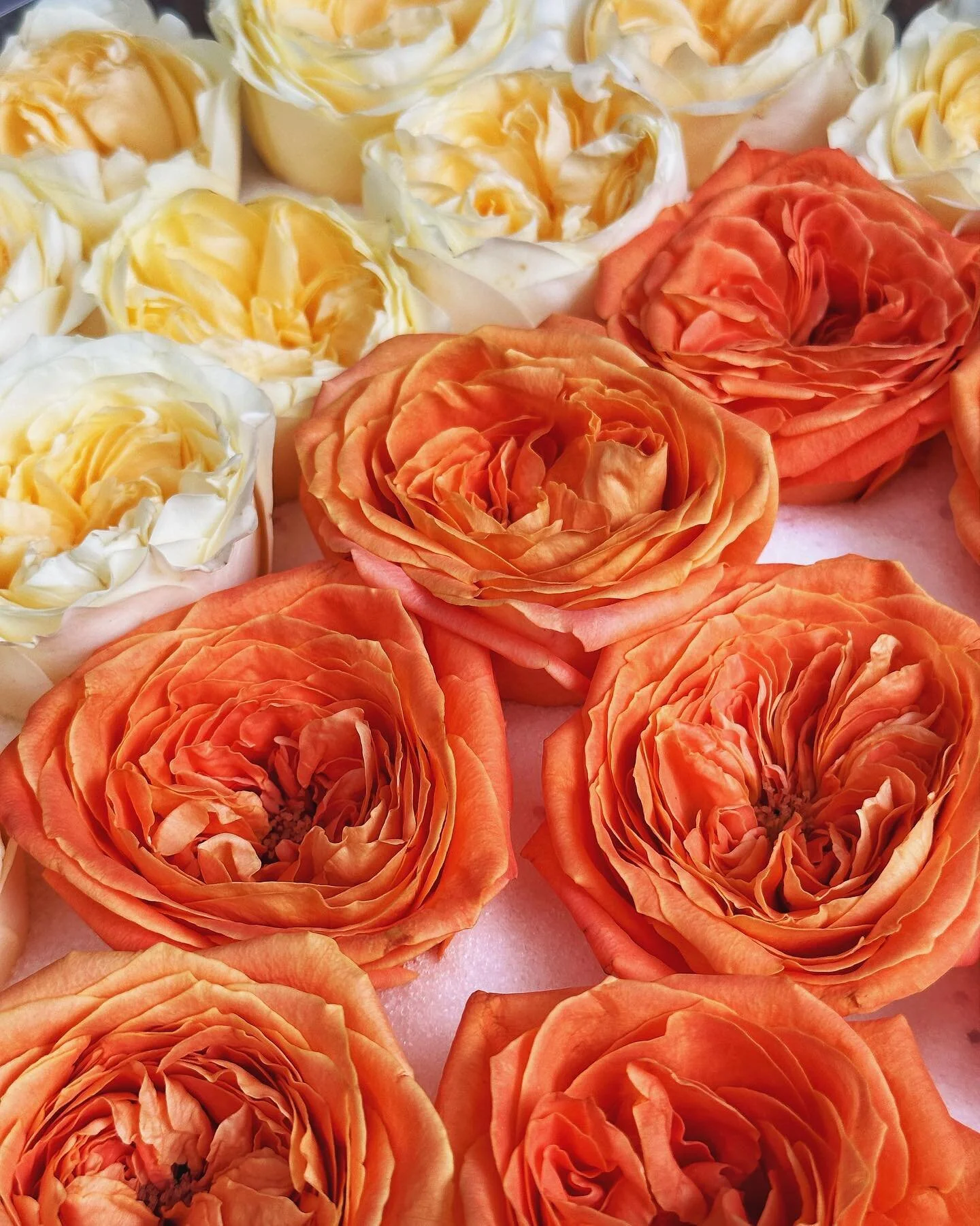 The Bloom Lab - Resin Flower Preservation