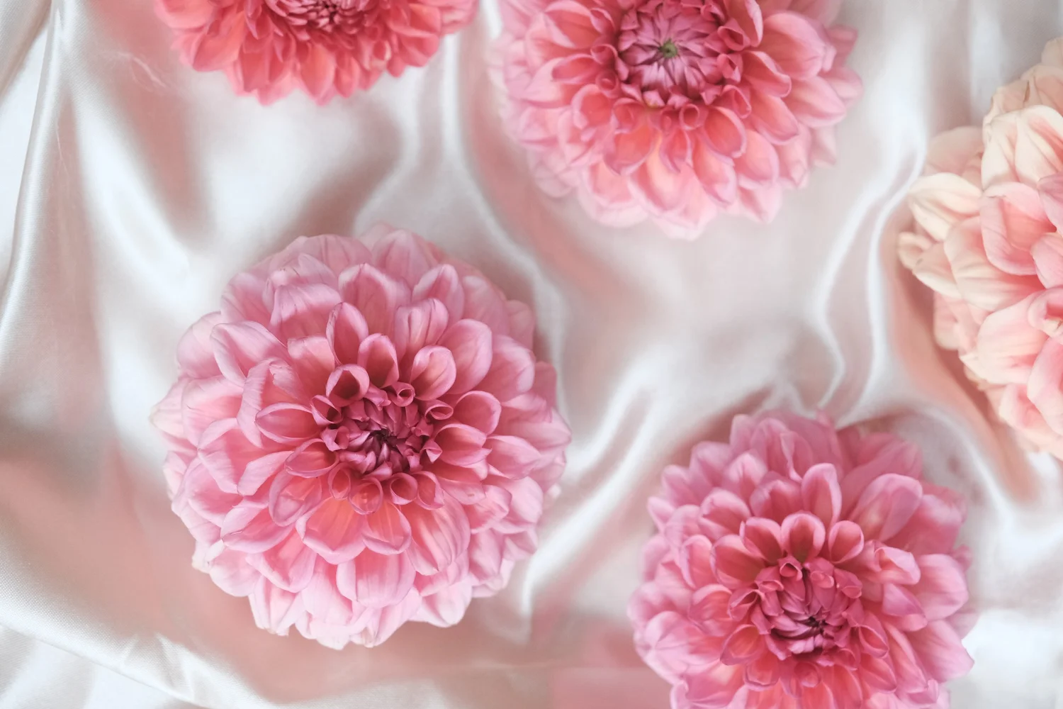 About — THE BLOOM LAB BY RACHEL