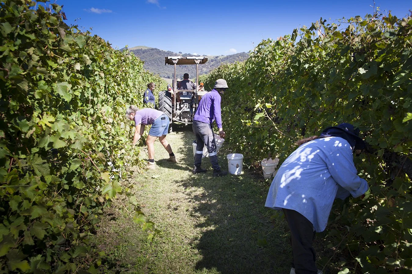 Italian Australian Foundation (IAF)