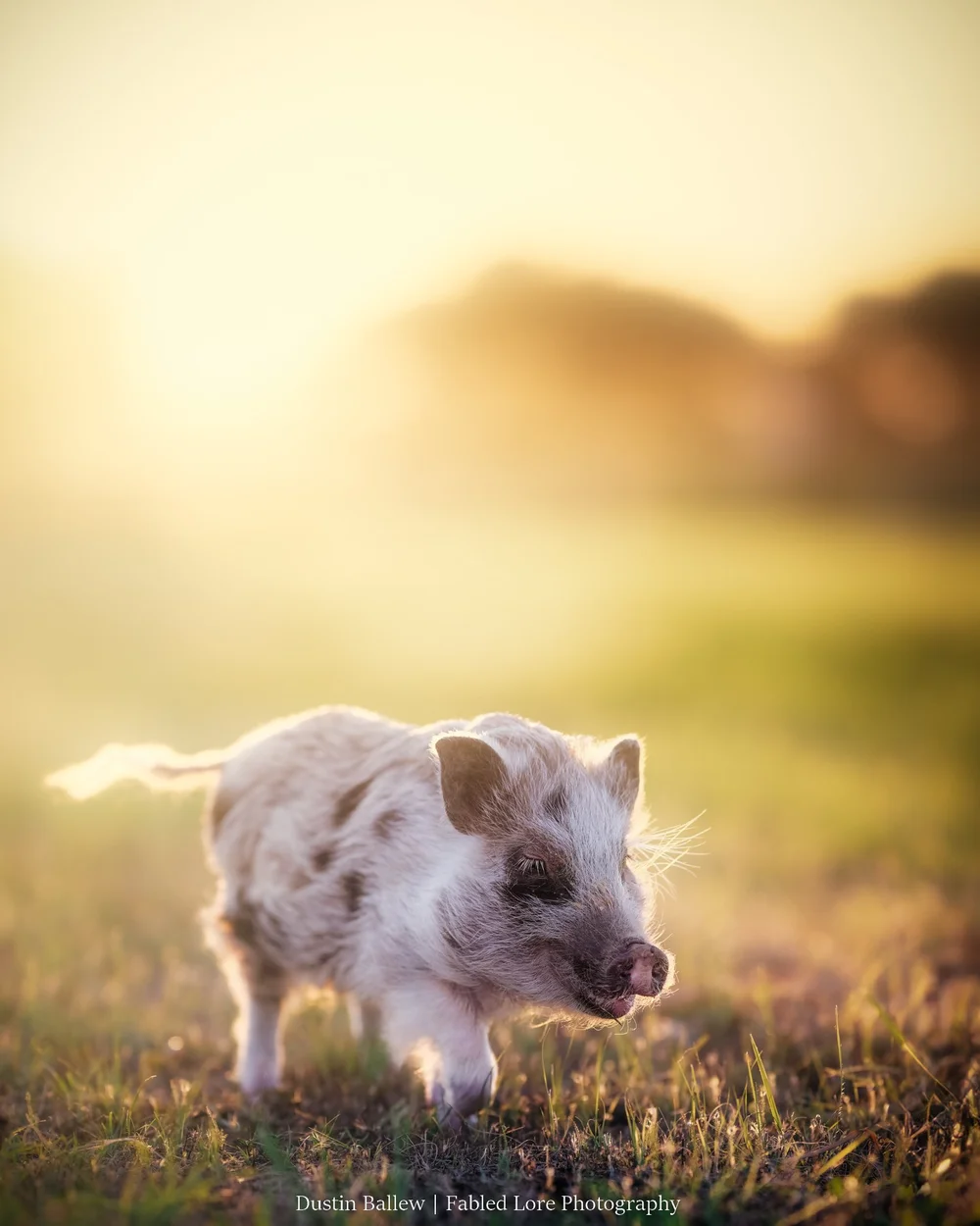 Little Miss Patsy Swine — Fabled Lore