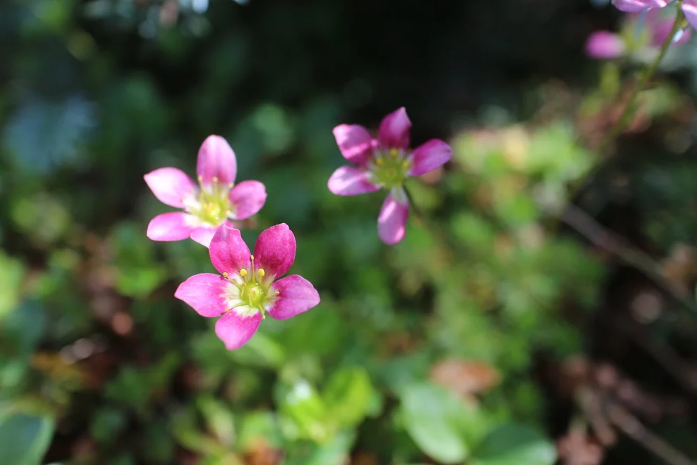 Parhaat maanpeitekasvit aurinkoon ja varjoon — Millefolia