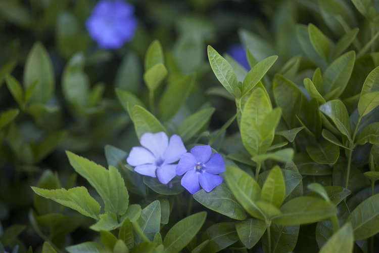 Vieraslajit ja haitalliset vieraslajit puutarhassa — Millefolia