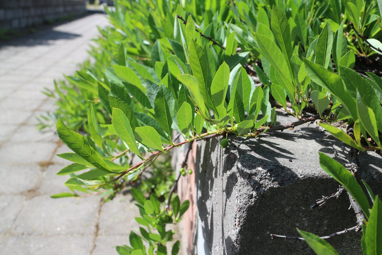 Parhaat maanpeitekasvit aurinkoon ja varjoon — Millefolia