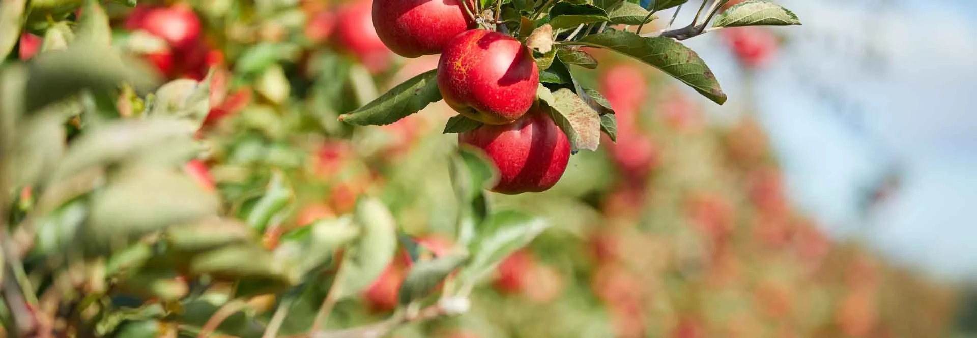 About Us — Silver Jack Orchards