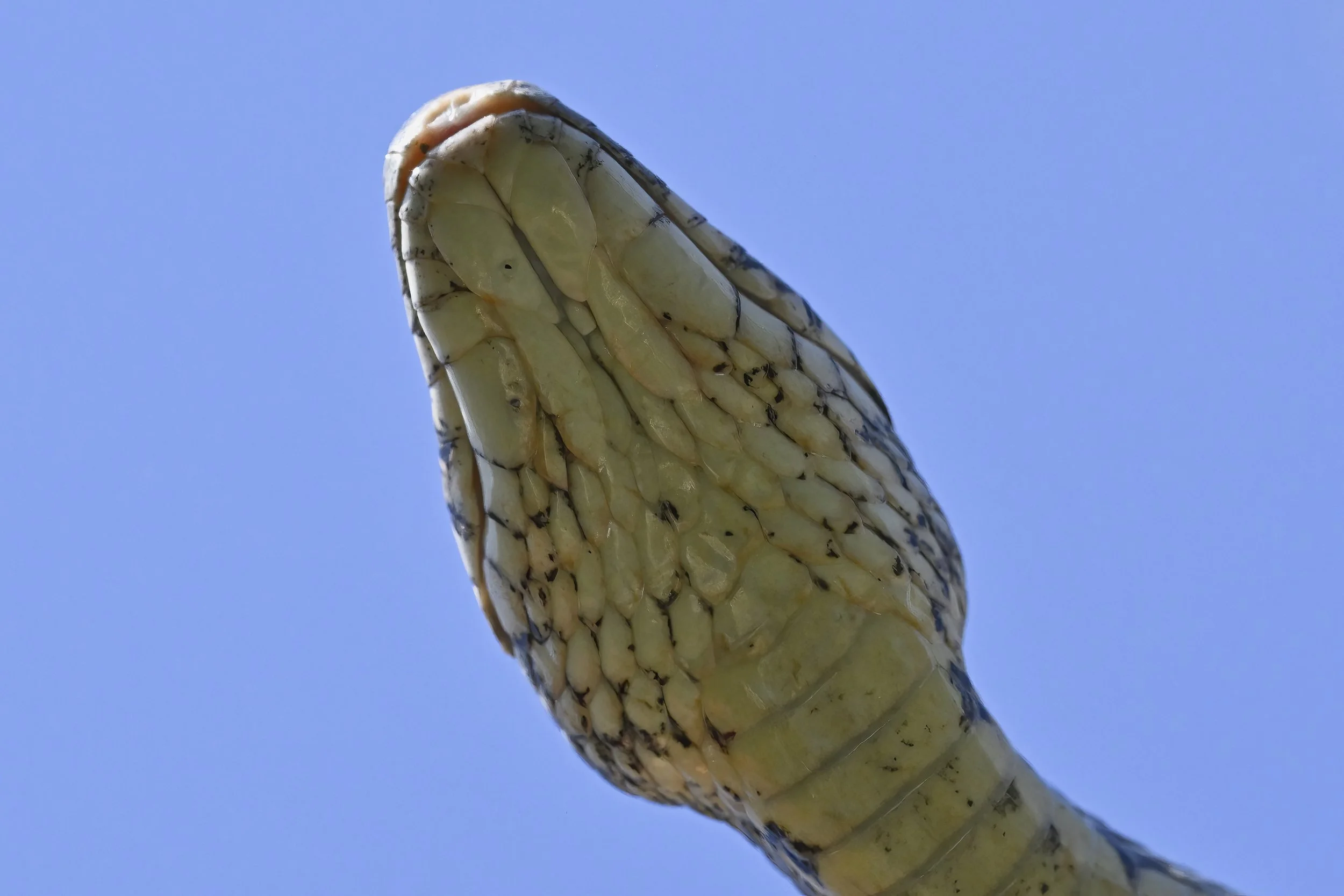 Coin-Marked Snake (Hemorrhois nummifer) — Wildlife Photography Journey
