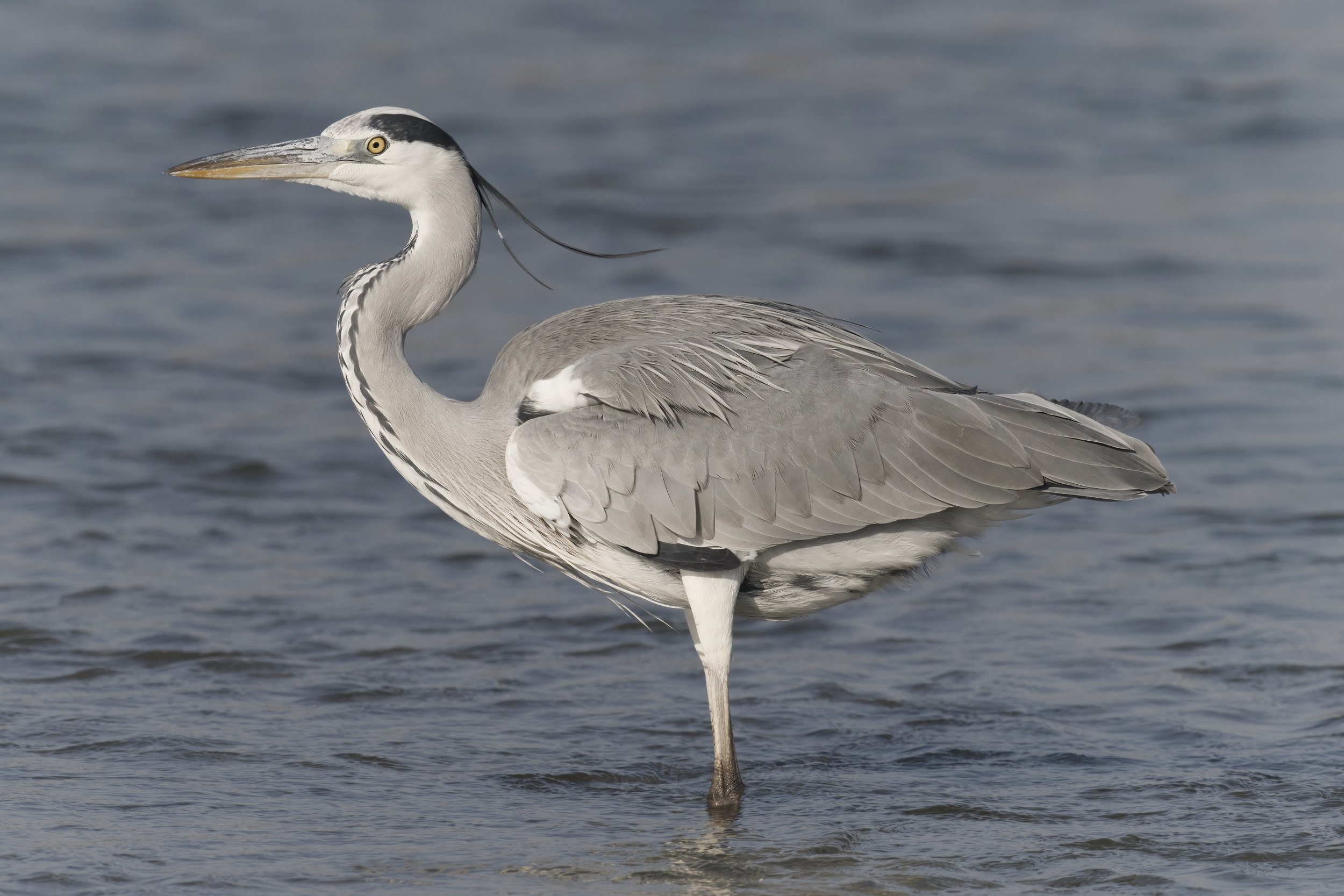 Visual Guide to Differentiating Similar Bird Species: Herons ...