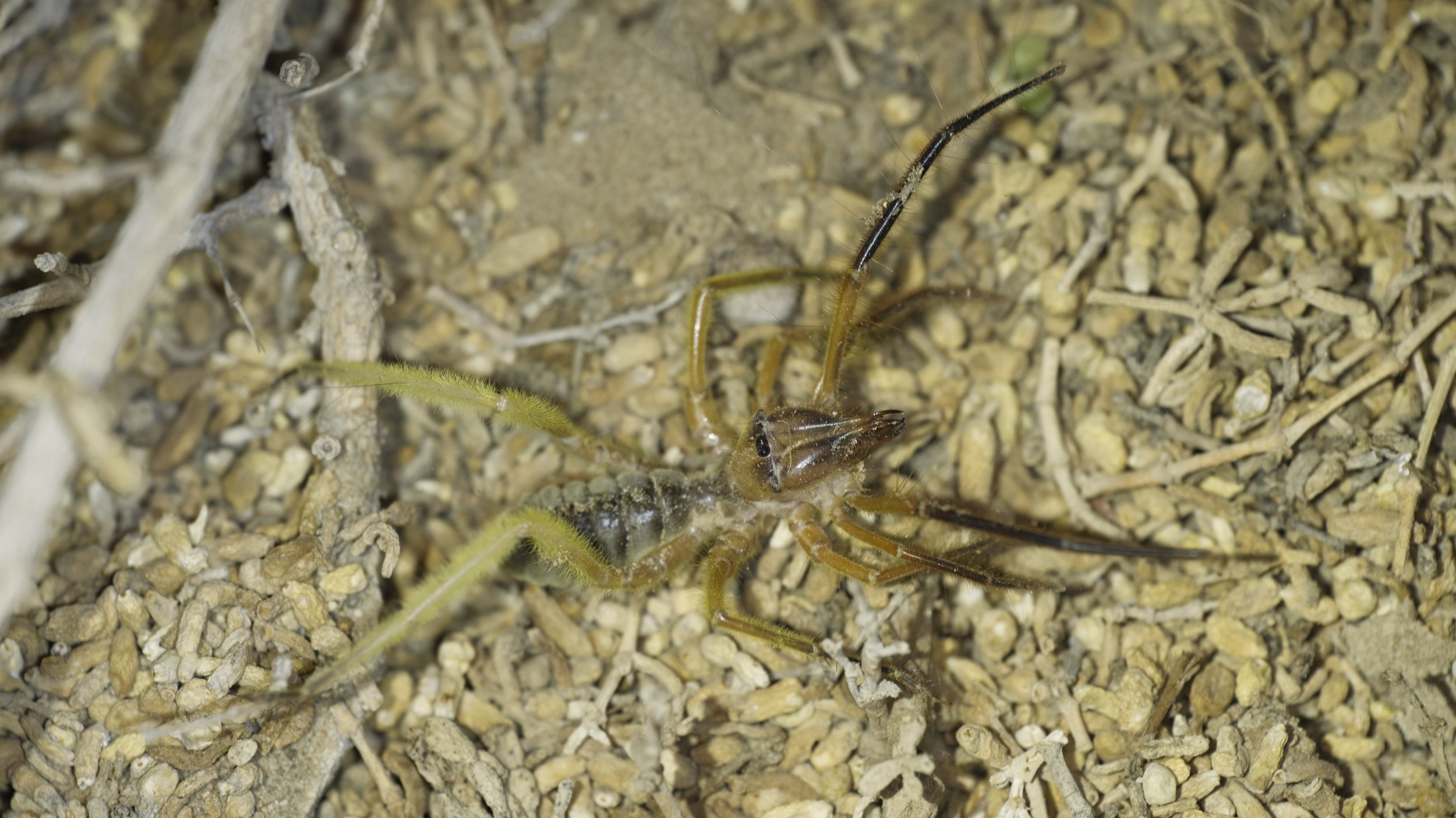 Camel Spider (Galeodes arabs) — Wildlife Photography Journey