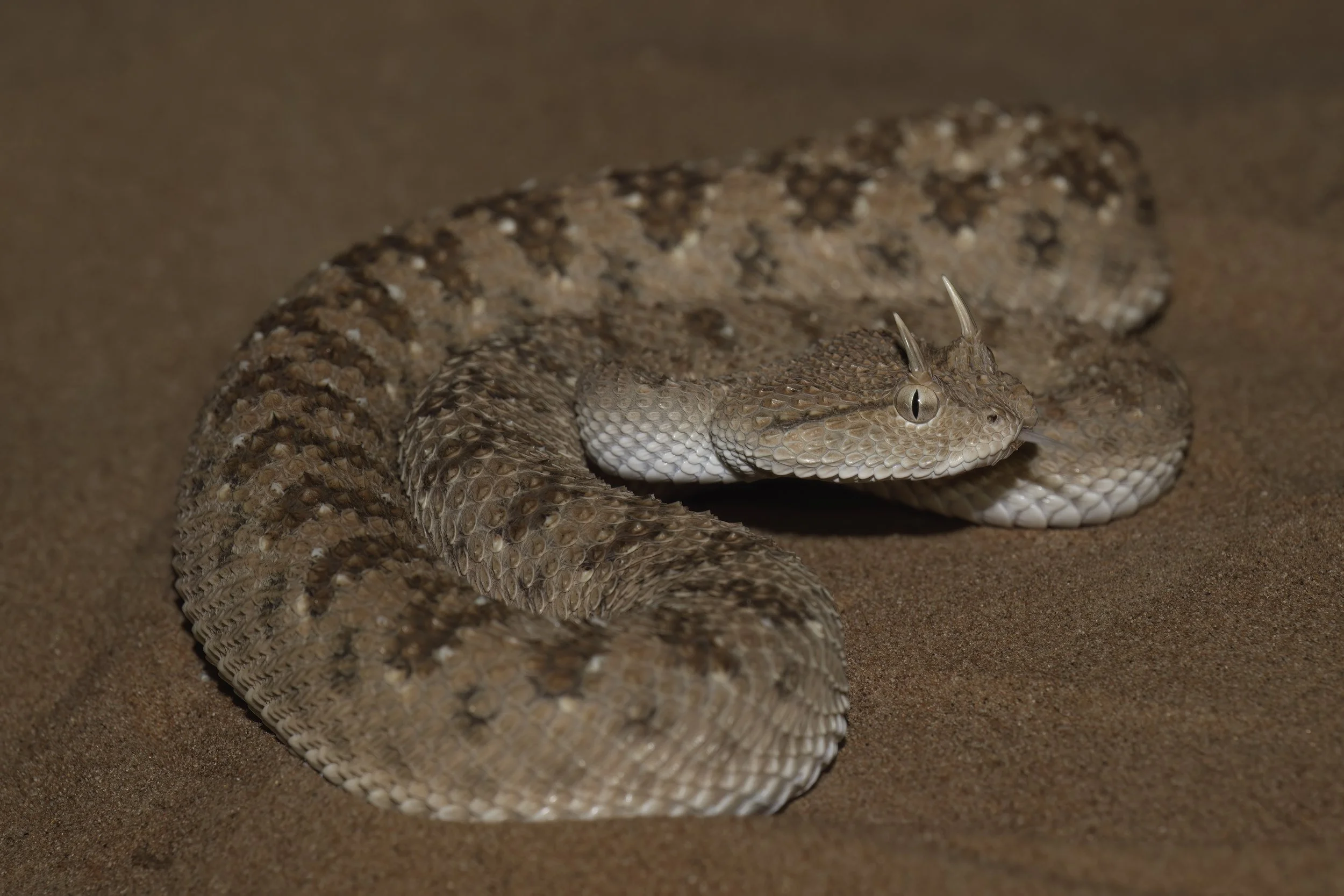 Arabian Horned Viper | الأفعى المقرنة العربية | Cerastes gasperettii ...