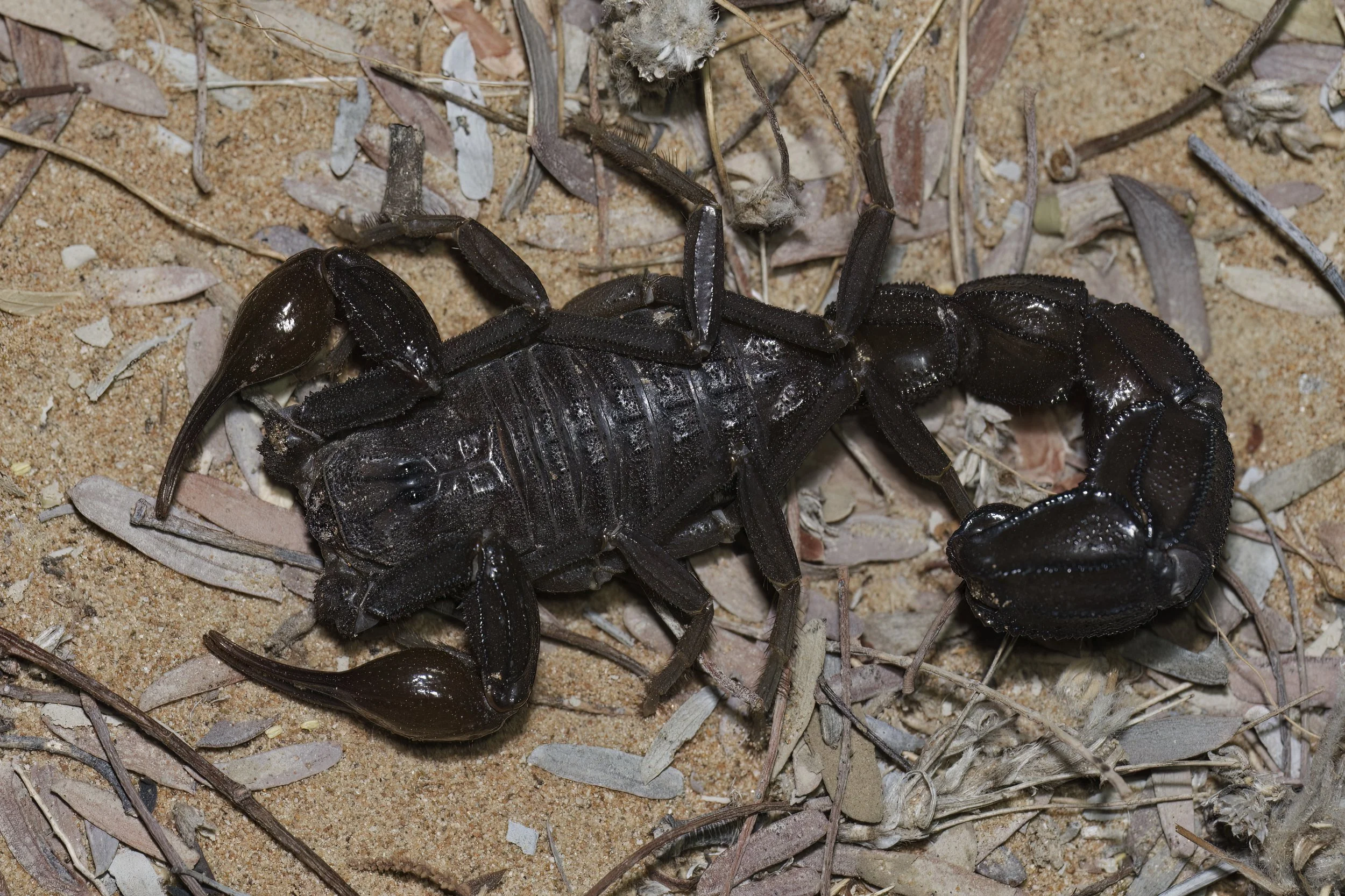 Arabian Fat-tailed Scorpion (Androctonus crassicauda) — Wildlife ...