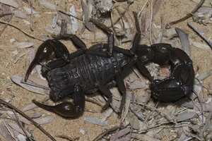 Arabian Fat-tailed Scorpion | العقرب الأسود | Androctonus crassicauda ...