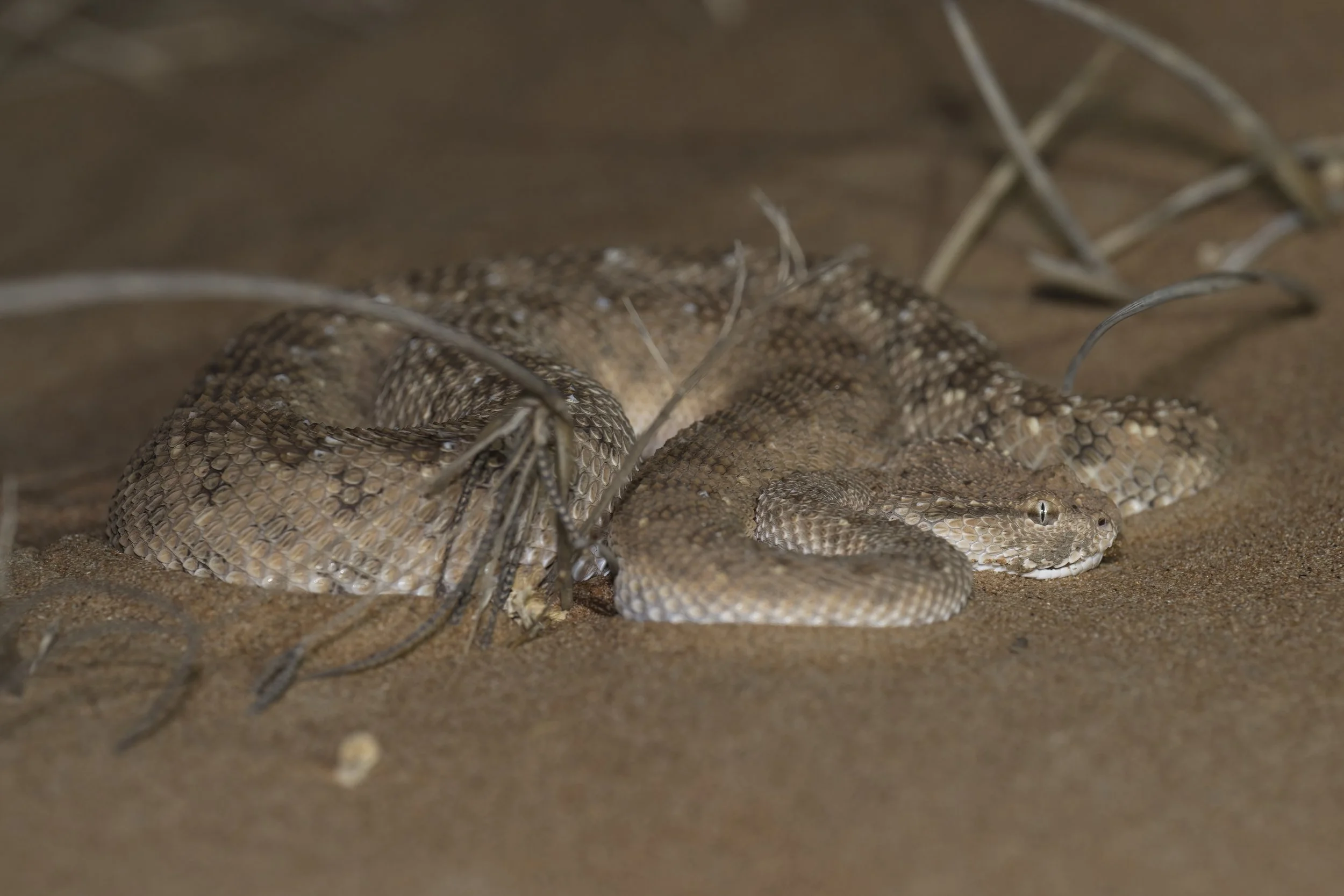 Arabian Horned Viper | الأفعى المقرنة العربية | Cerastes gasperettii ...