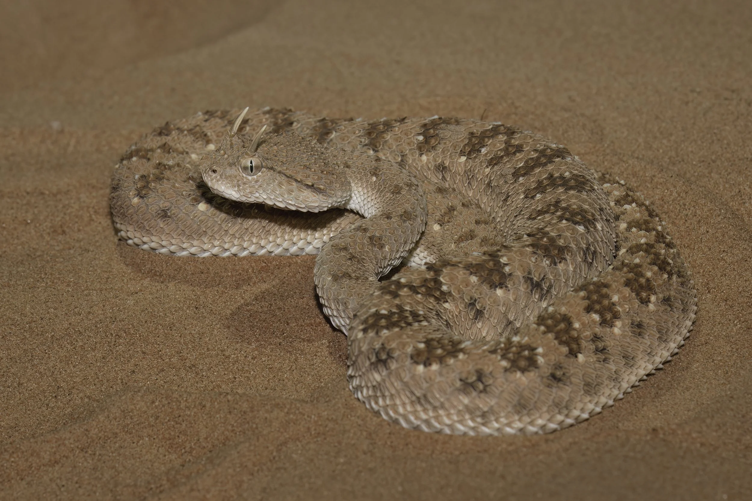 Arabian Horned Viper | الأفعى المقرنة العربية | Cerastes gasperettii ...