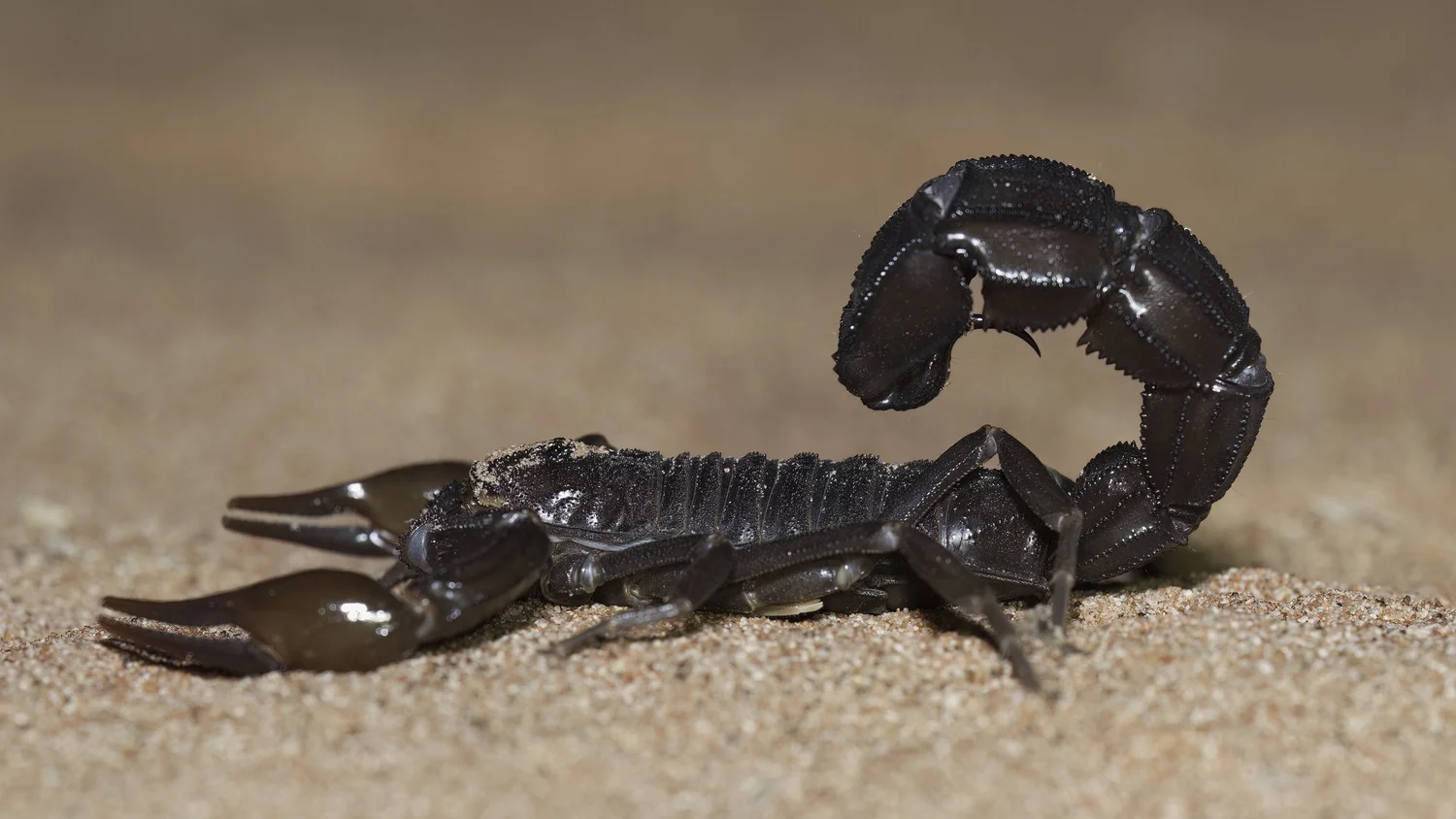 Arabian Fat-tailed Scorpion | العقرب الأسود | Androctonus crassicauda ...