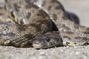 Coin-Marked Snake (Hemorrhois nummifer) — Wildlife Photography Journey