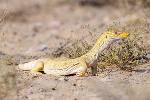 Desert Monitor (Varanus griseus) — Wildlife Photography Journey