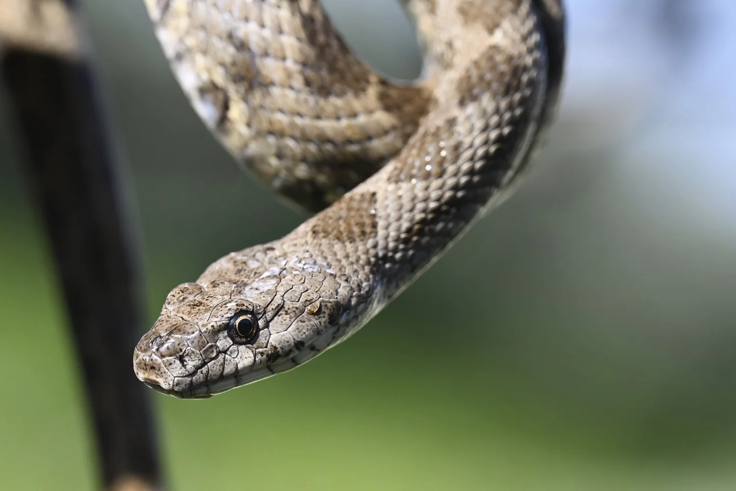 Coin-Marked Snake (Hemorrhois nummifer) — Wildlife Photography Journey
